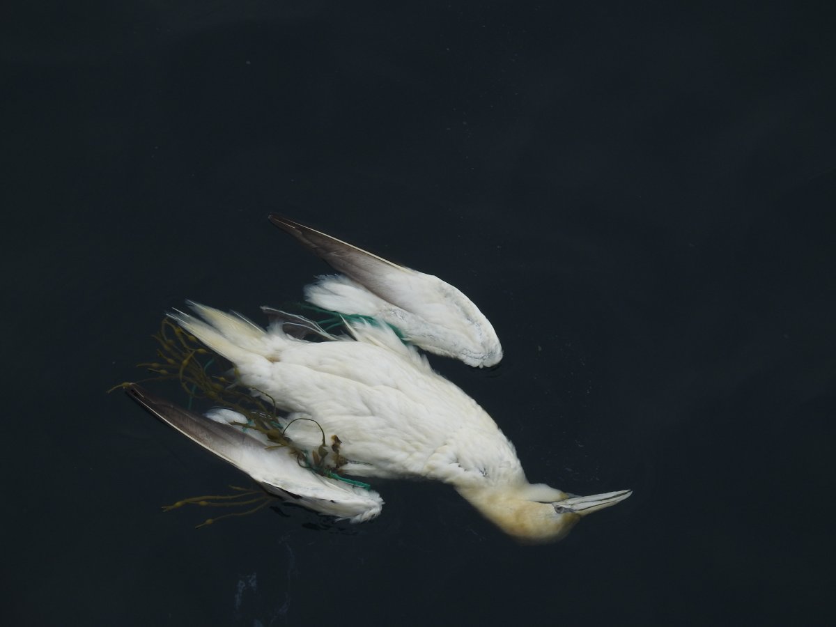 Havsuler, hubro og ørn er påvist smittet med høypatogent fugleinfluensavirus
